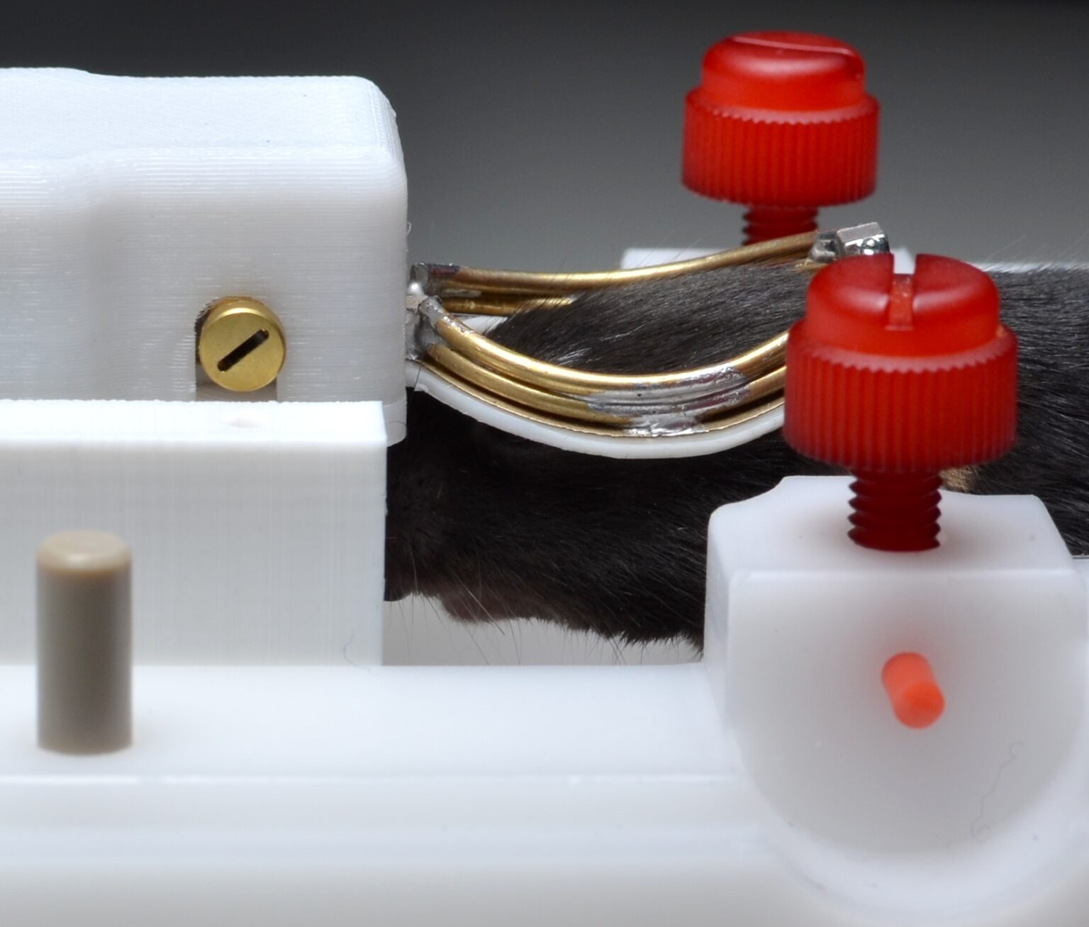 Curved Surface Coil | Doty Scientific